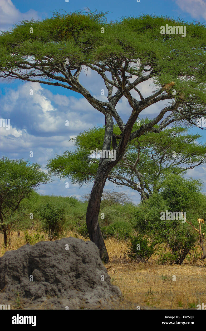 Towering Acacia tree on Serengeti plains in Tanzania, with terrmite ...