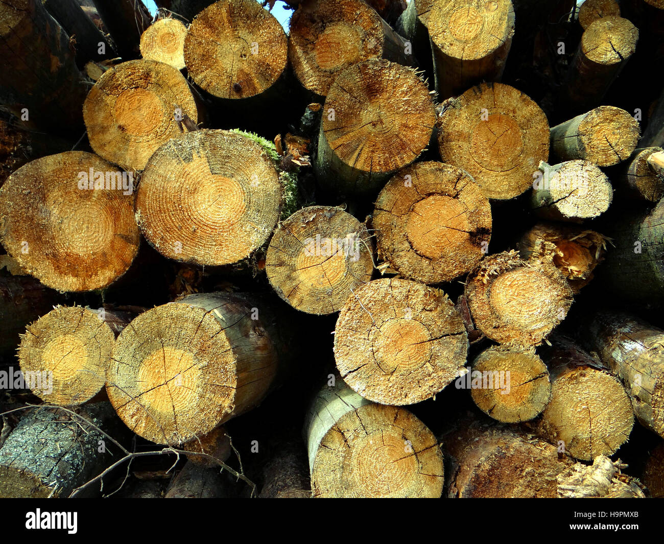 Lots of logs lie timber logging Stock Photo - Alamy