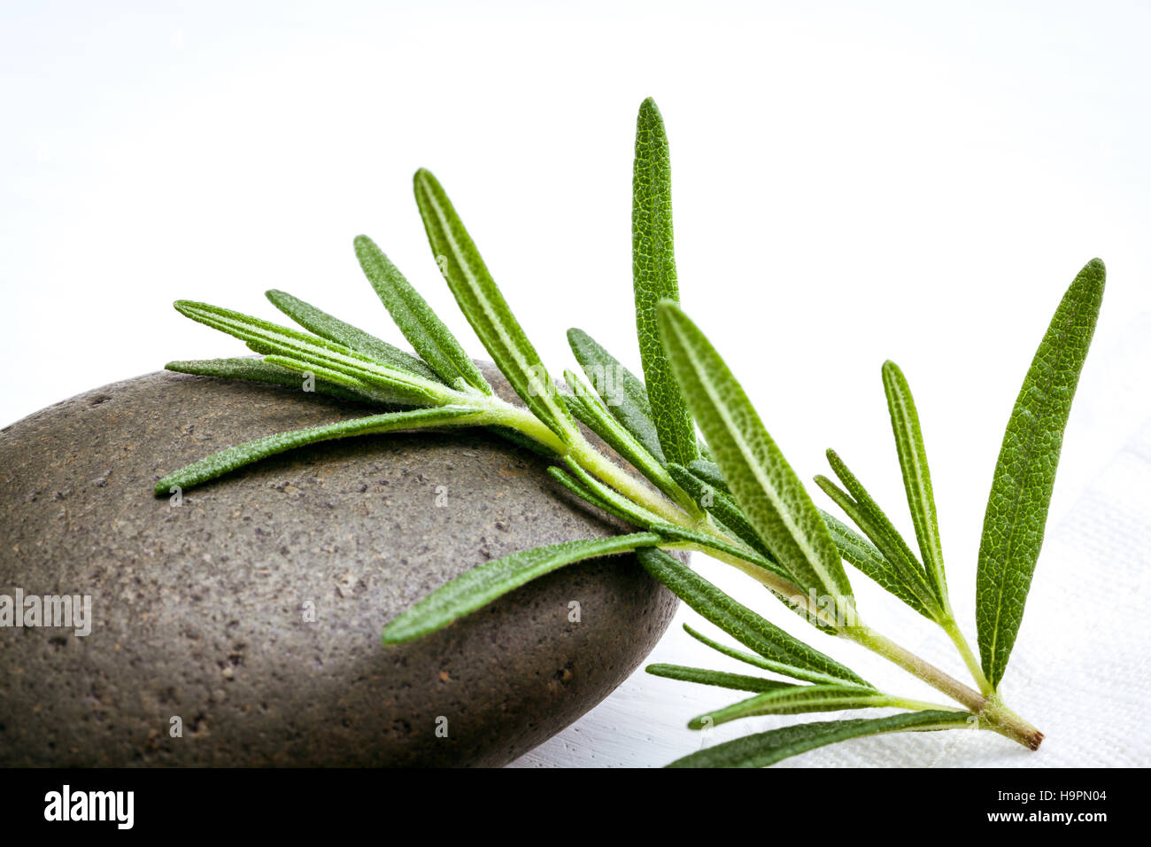 Close up branch of fresh rosemary on spa stone setup on white w Stock ...
