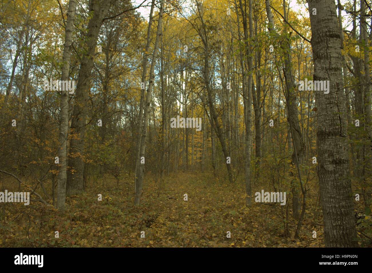 Trail Through A Poplar Forest In Fall Stock Photo - Alamy