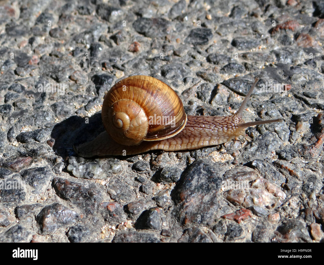 Snail crawling on road Stock Photo - Alamy