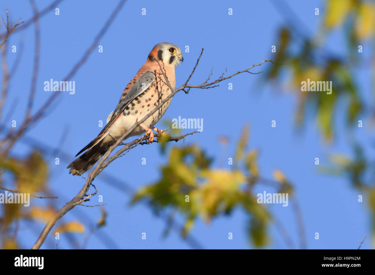 American Kestrel or sparrow hawk perched upright on a branch scanning ...