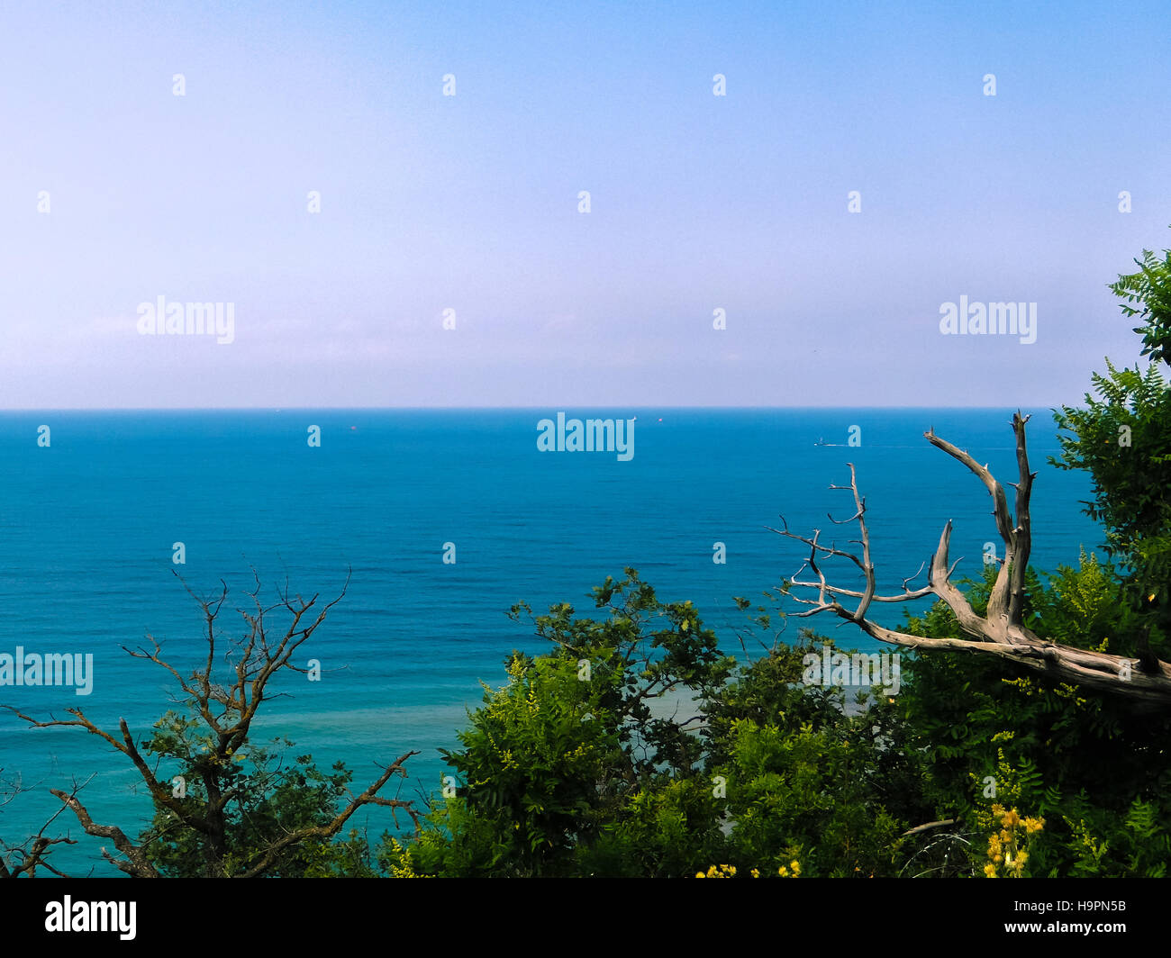 Natural background with sea and tree Stock Photo - Alamy