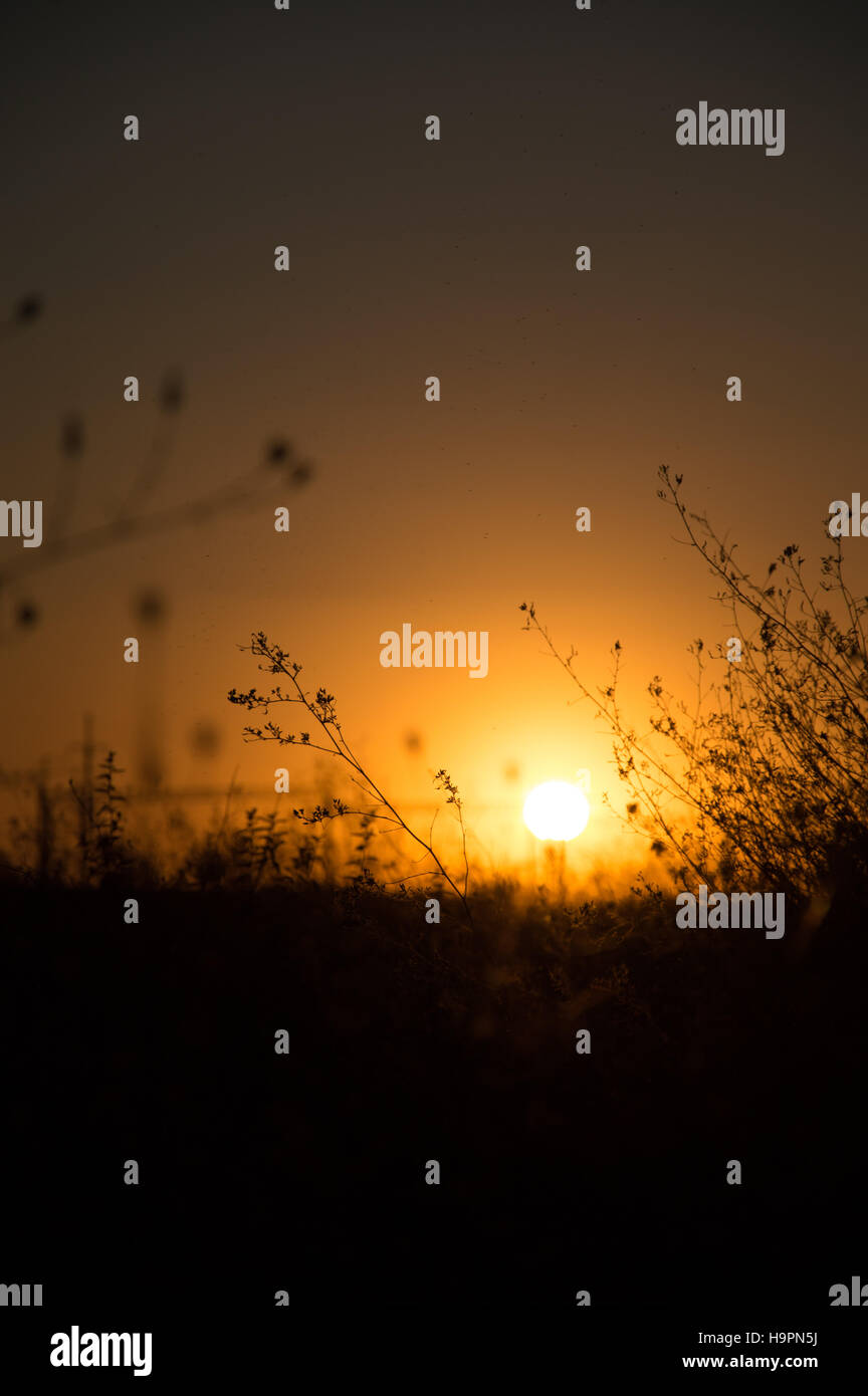 Blurry sunset with gras Stock Photo - Alamy