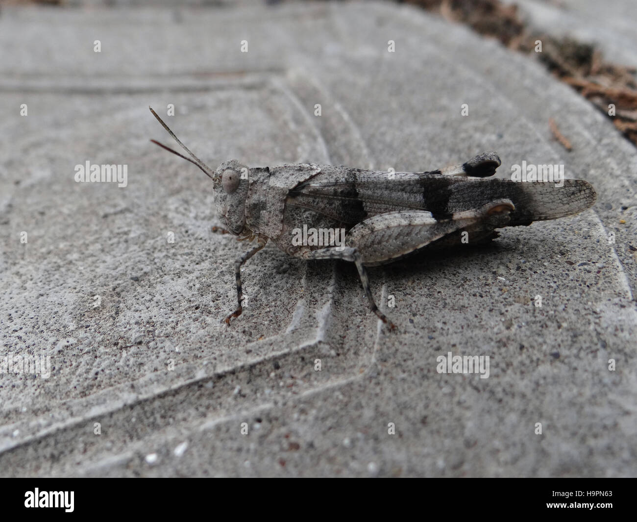 Insect macro grasshopper Stock Photo - Alamy