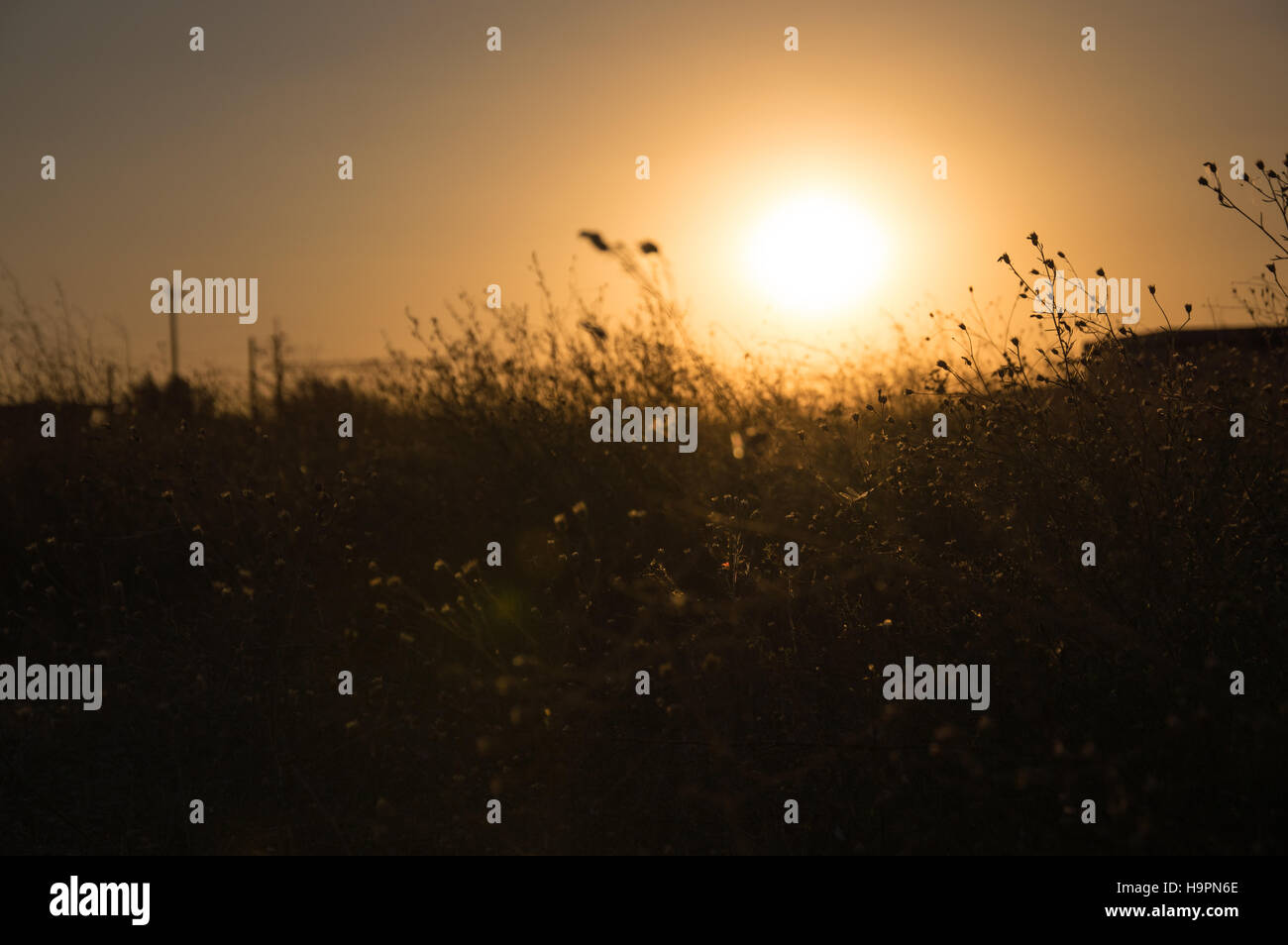Blurry sunset with gras Stock Photo - Alamy