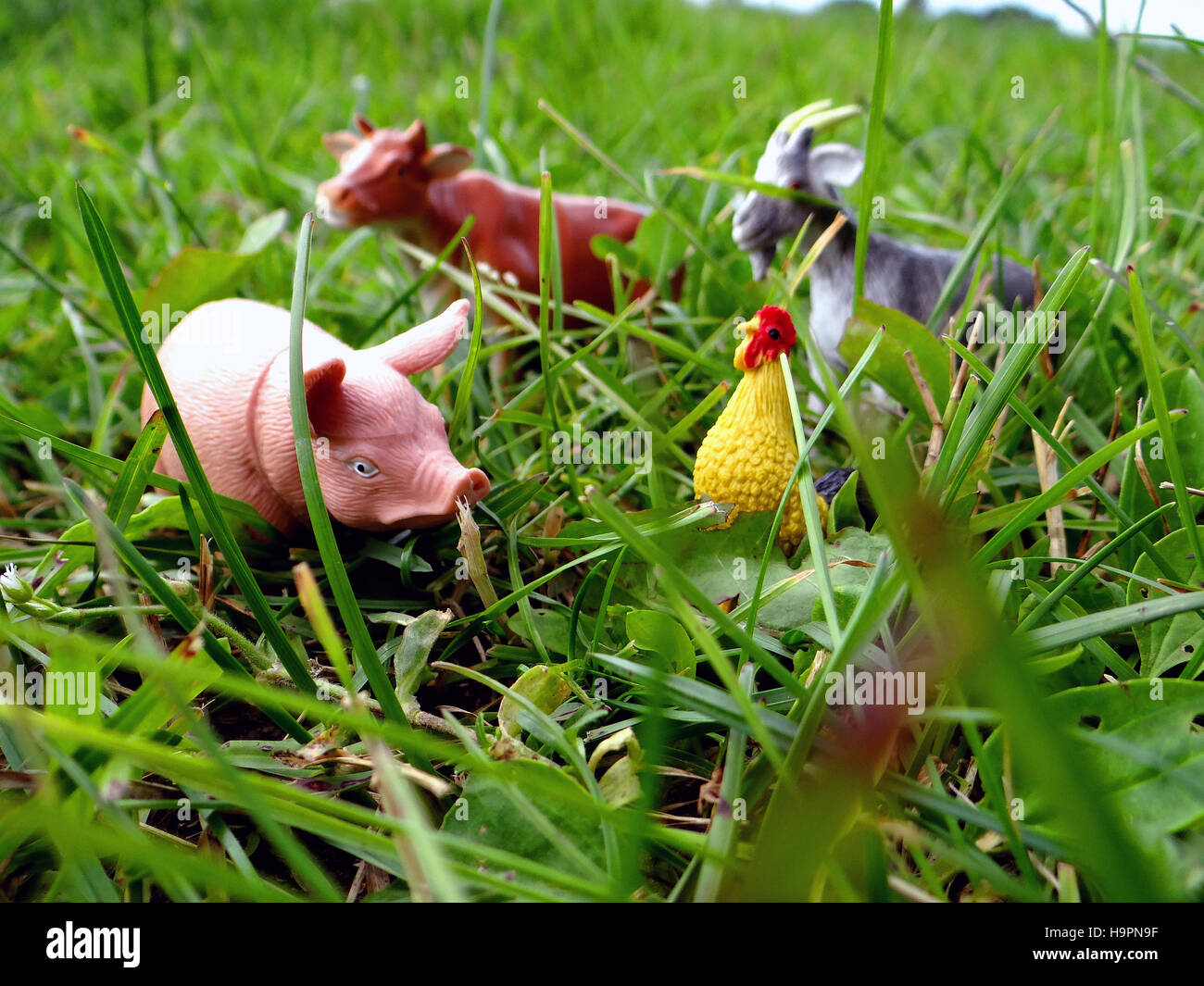 Miniature toy farm animals in the grass Stock Photo - Alamy
