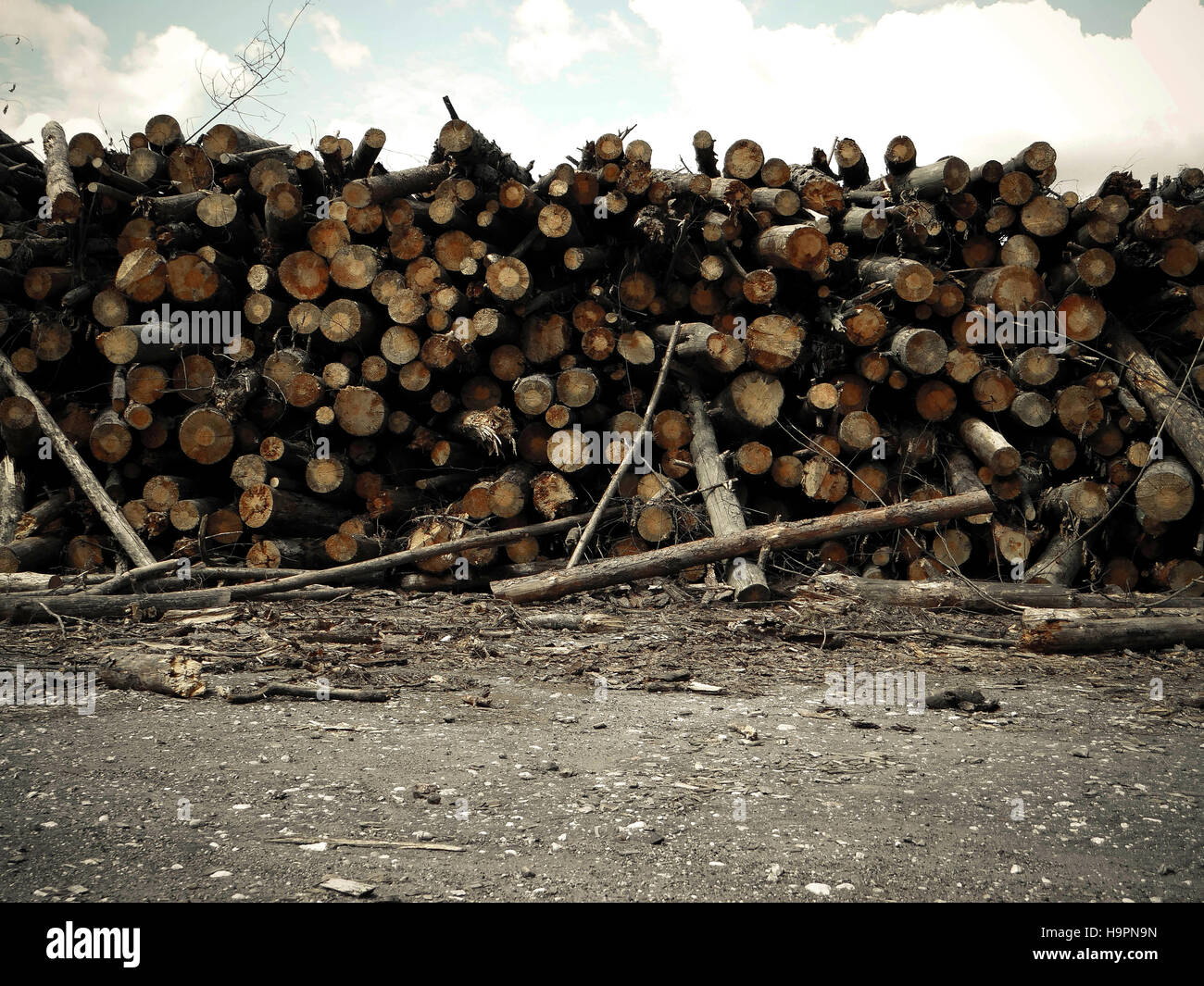 Lots of logs lie timber logging Stock Photo - Alamy