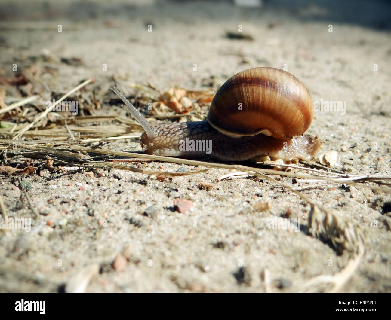 Snail crawling on sand Stock Photo - Alamy