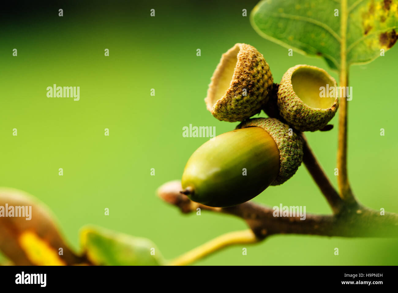 Oak tree branch acorn nut as beautiful autumn season background Stock ...