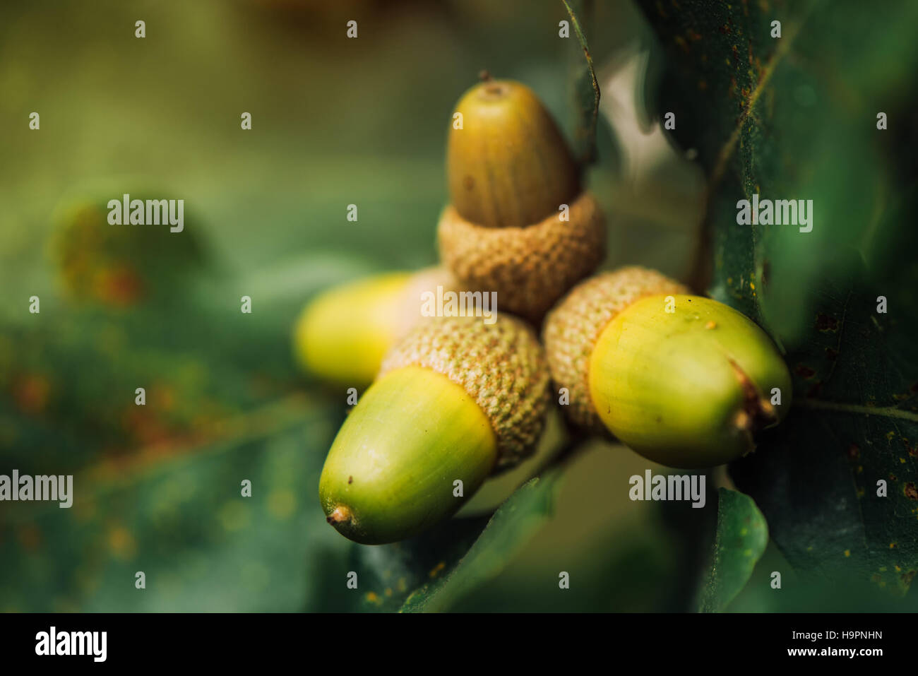 Oak tree branch acorn nut as beautiful autumn season background Stock ...