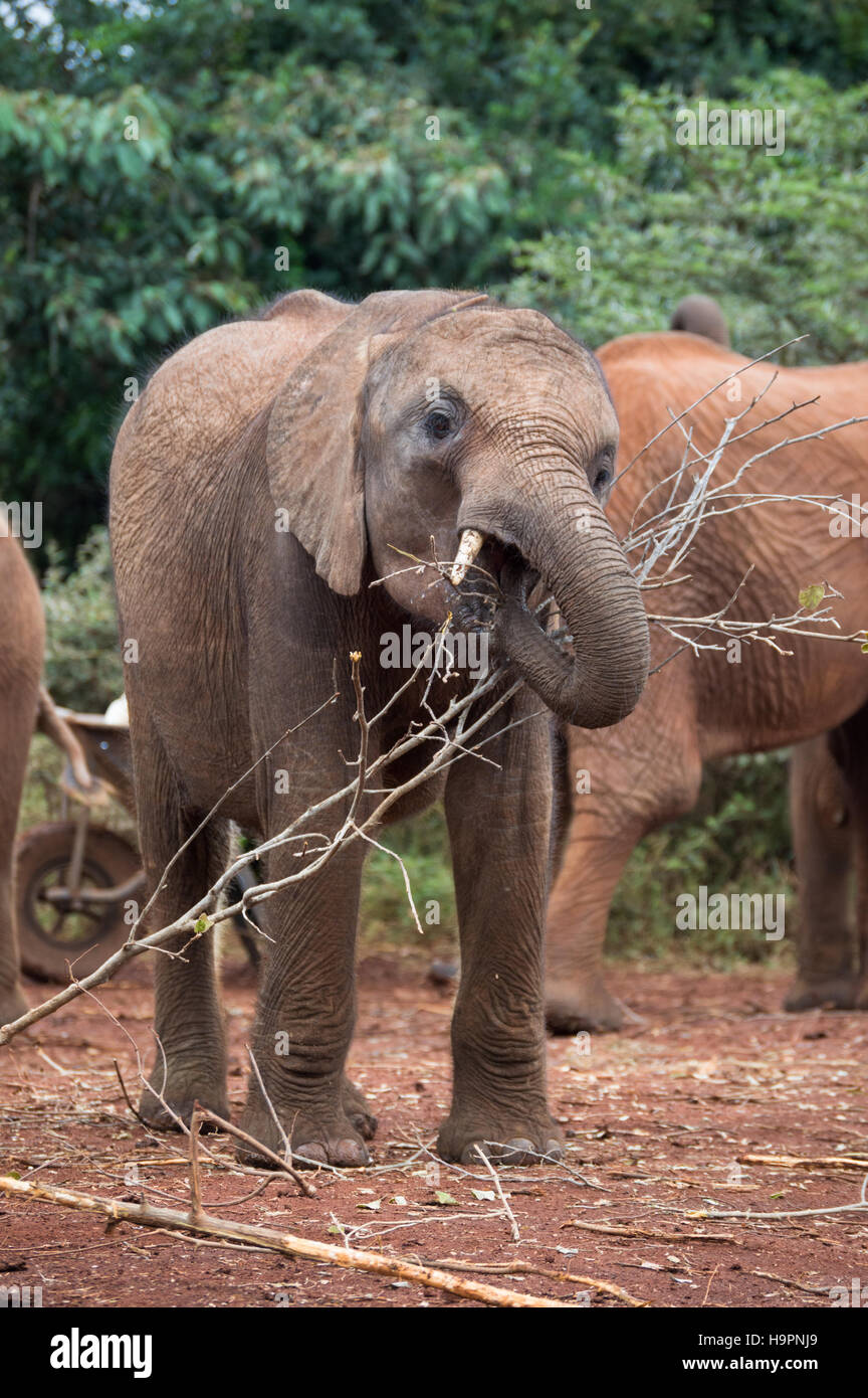 Elephants on the stick hi-res stock photography and images - Alamy