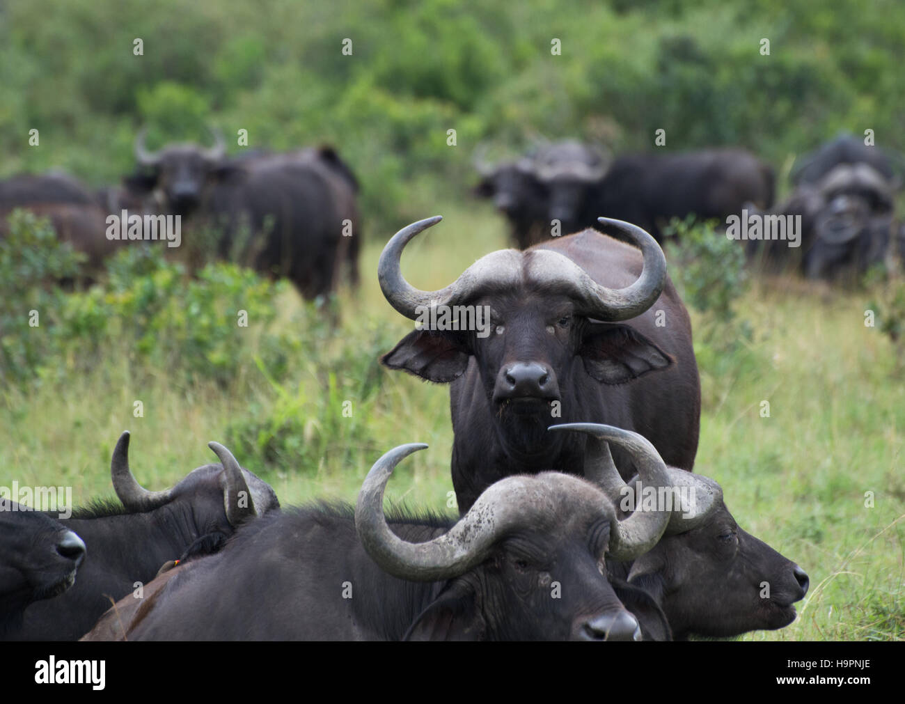 Water buffalo facing camera hi-res stock photography and images - Alamy