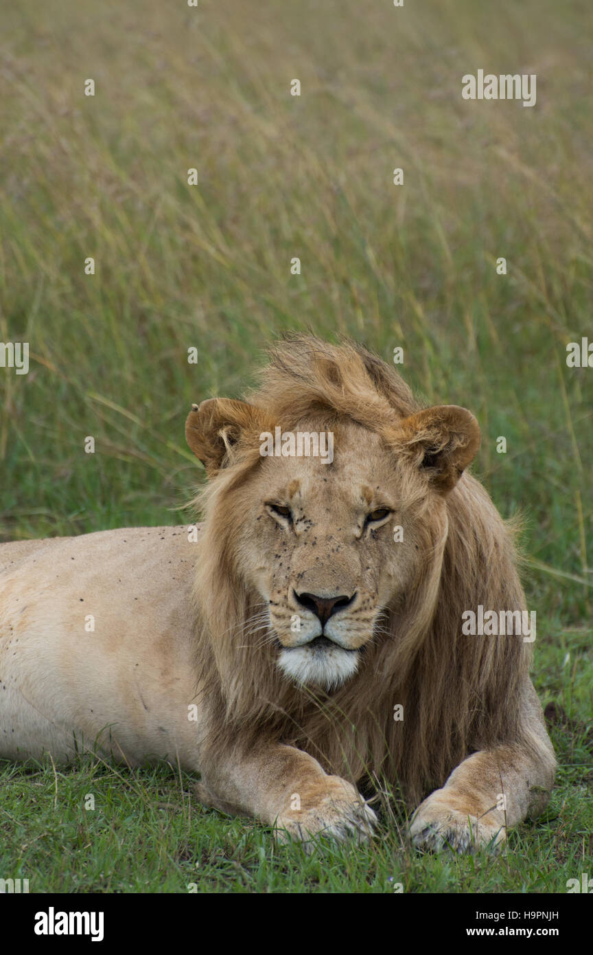 A sleepy eyed adult male lion lounging in grass, propped up on his ...