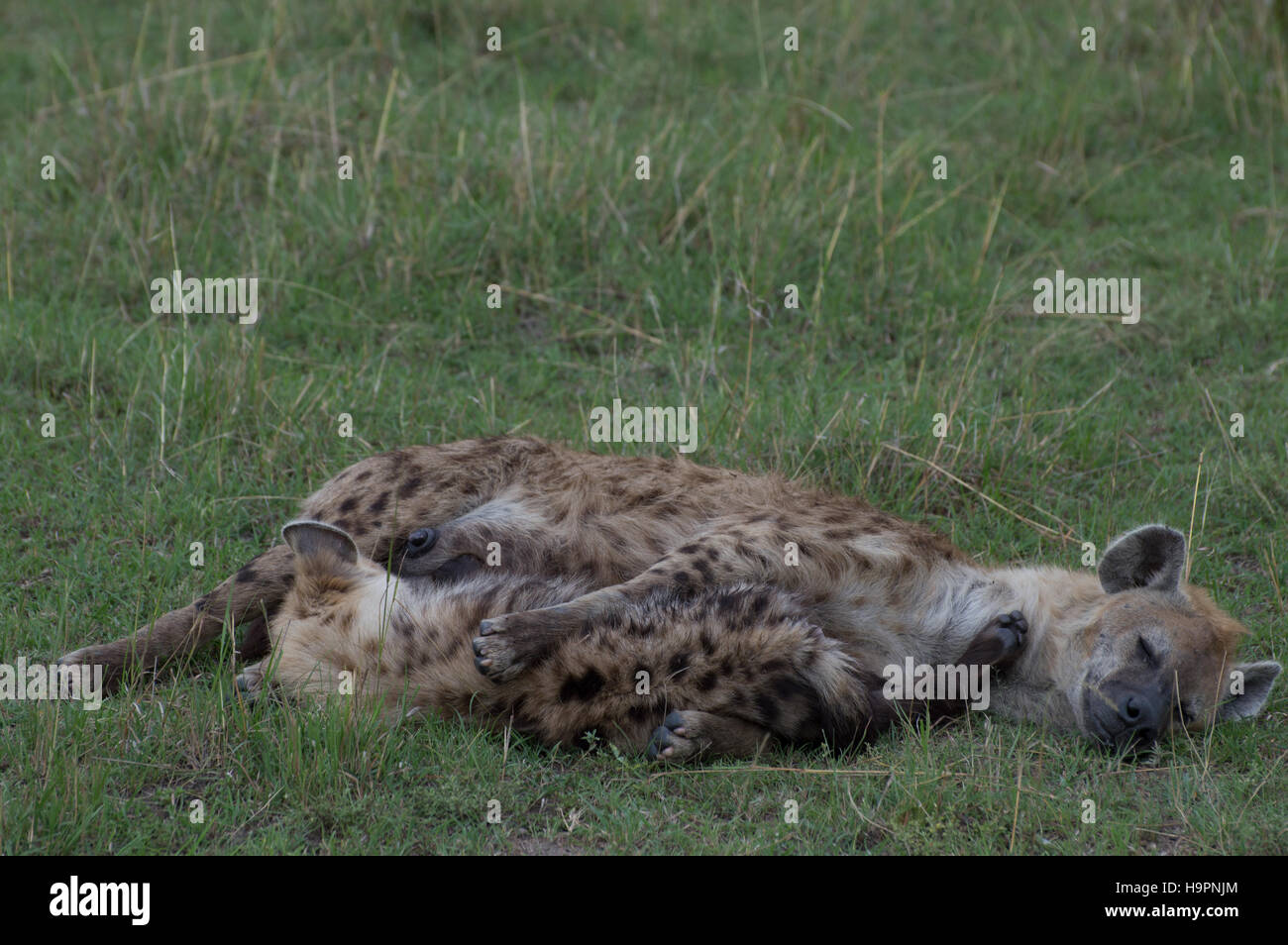 Mother hyena nursing her half grown pup while lying in the lush grass ...