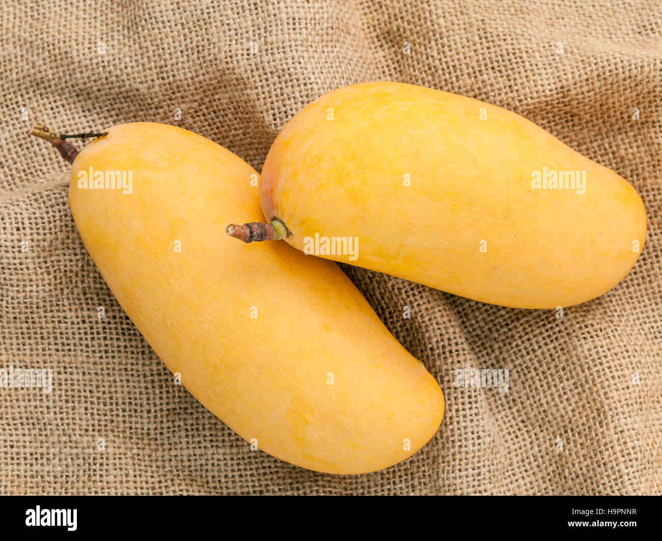 Fresh organic traditional thai mangoes high vitamins and mineral Stock ...