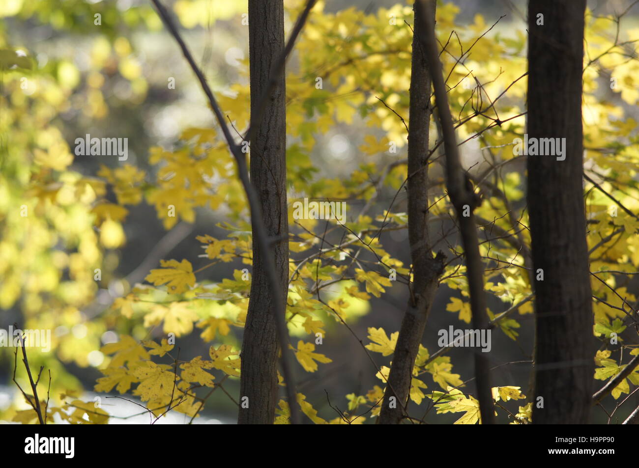 Sunny nature background with autumn yellow tree branches. The golden ...