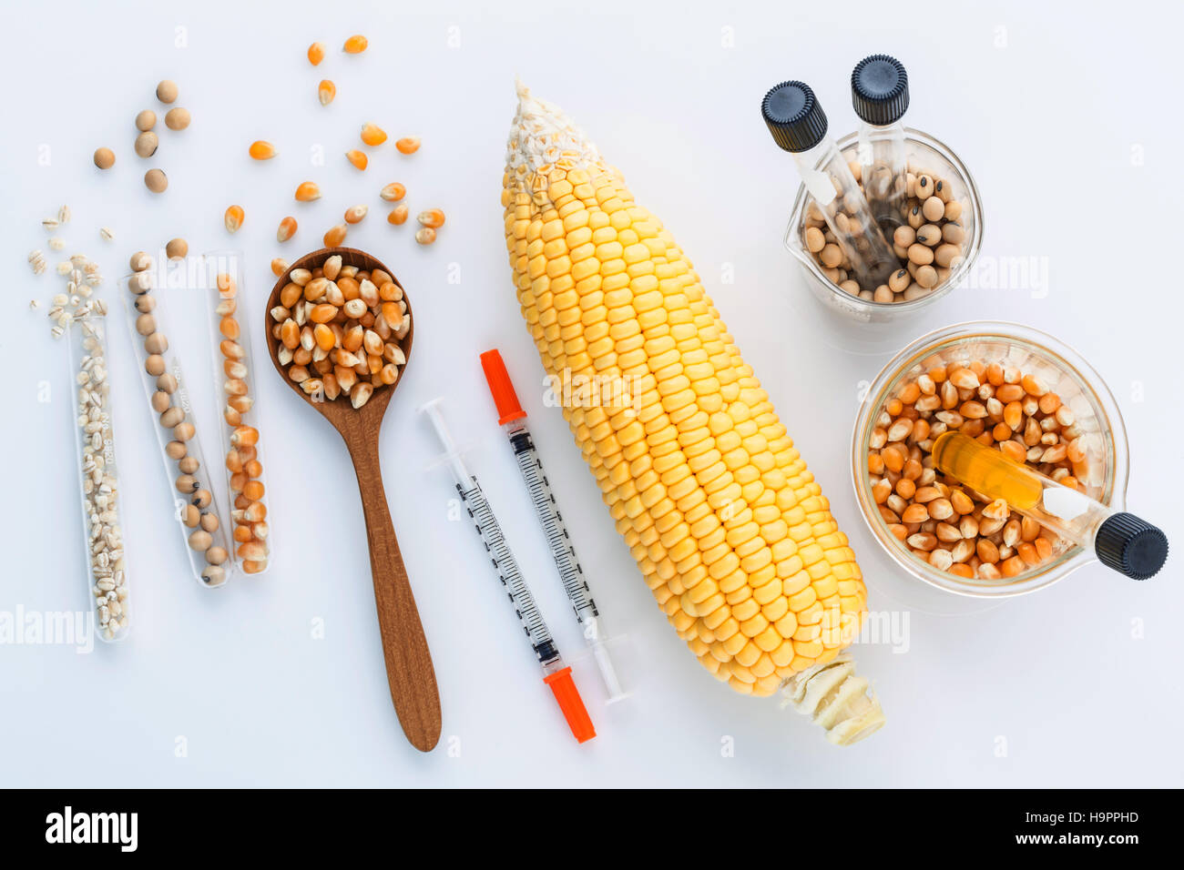 Dangerous food from laboratory agricultural grains and corn wit Stock ...