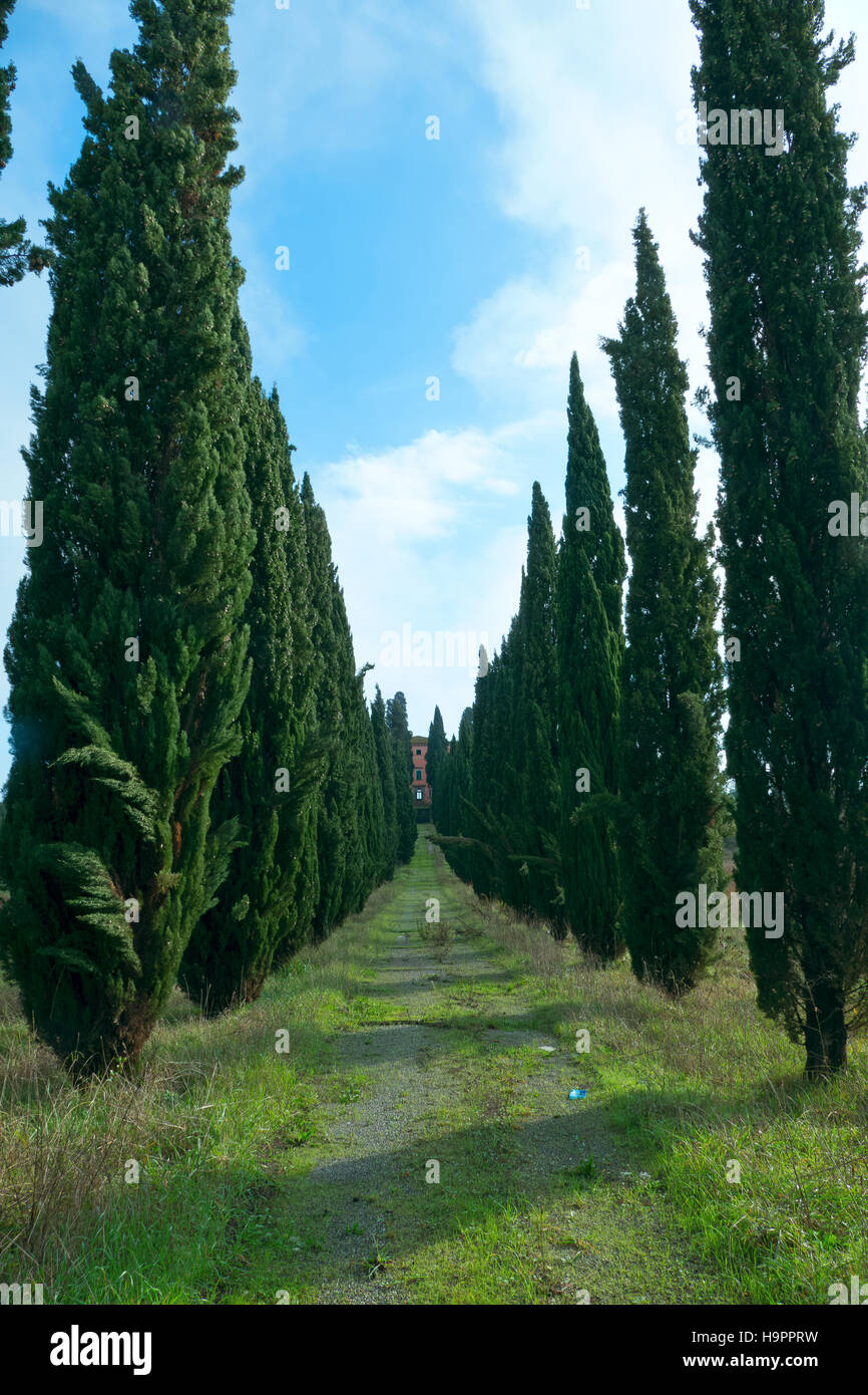 Cypresses hi-res stock photography and images - Alamy