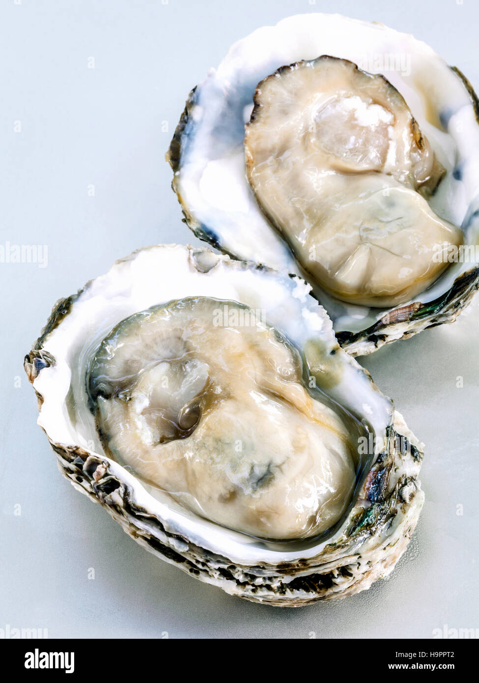Fresh oysters for appetizer . Opened fresh oysters with selecti Stock ...