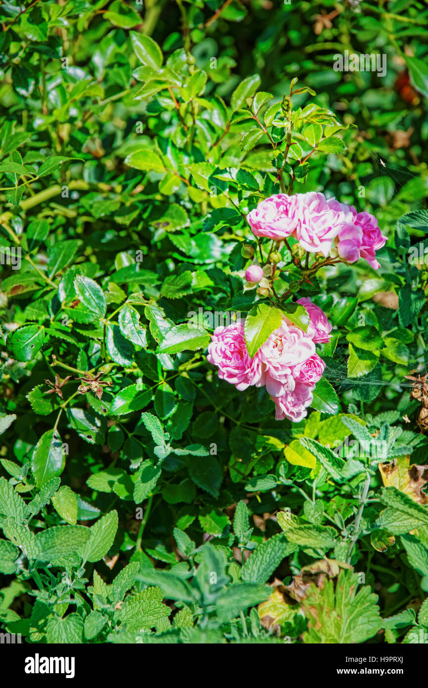 Tea rose bush at inner yard in a Swiss village in Yverdon les Bains in ...