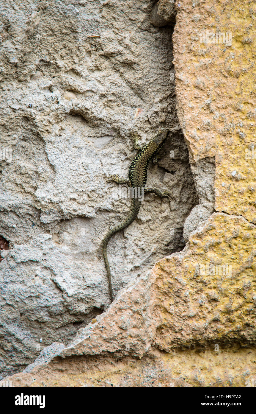 lizard crawling in the wall Stock Photo - Alamy