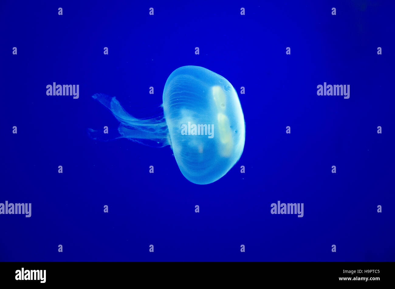 floating transparent jellyfish in blue water Stock Photo - Alamy