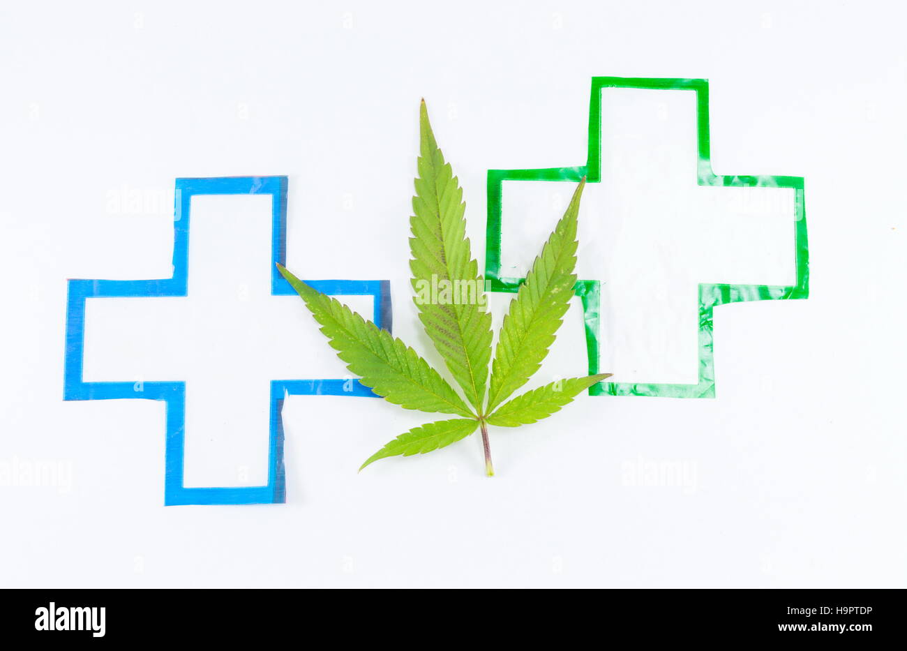 Medical marijuana plant Cut Out Stock Images & Pictures - Alamy