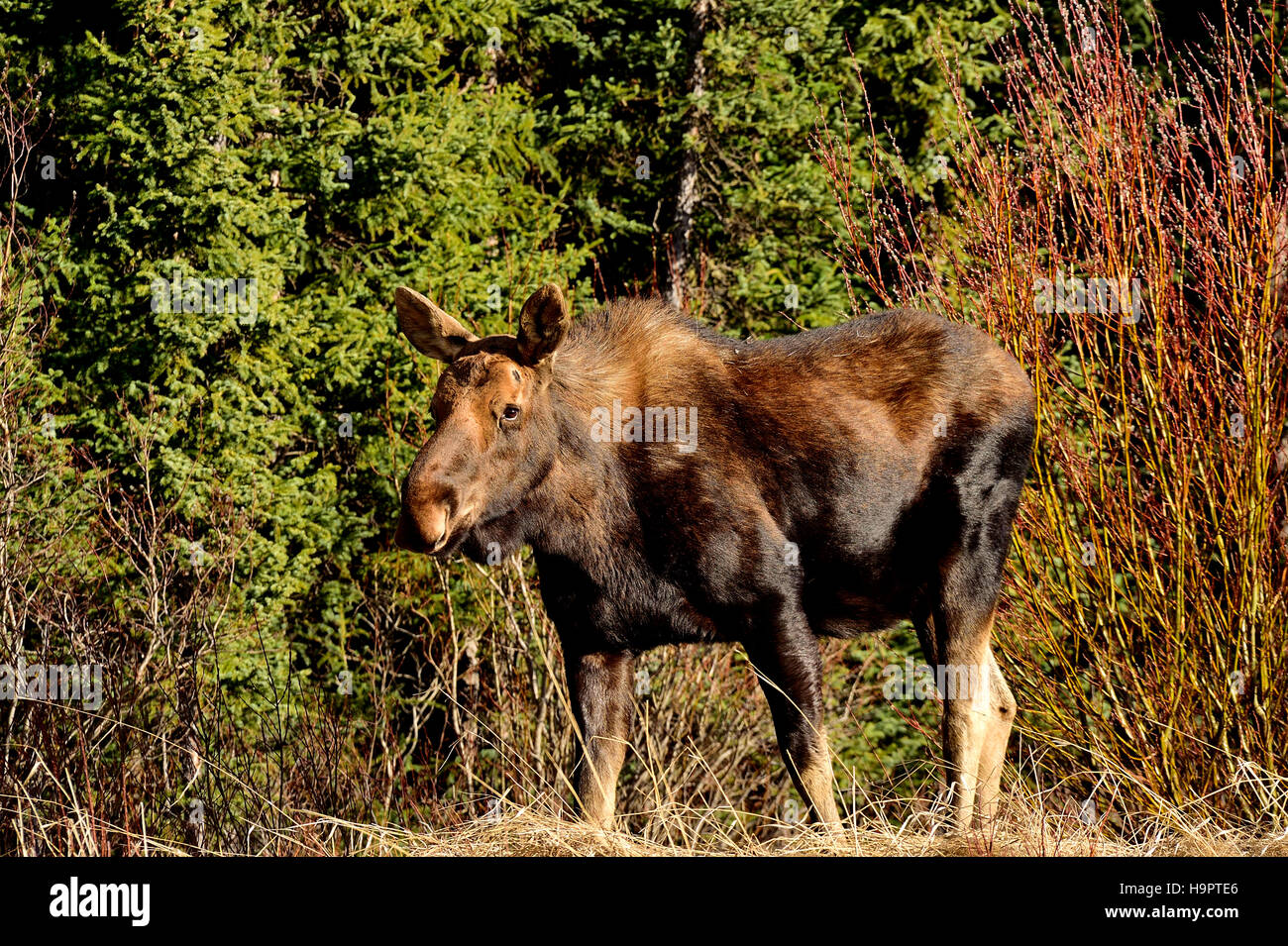 Canadian Moose High Resolution Stock Photography and Images - Alamy
