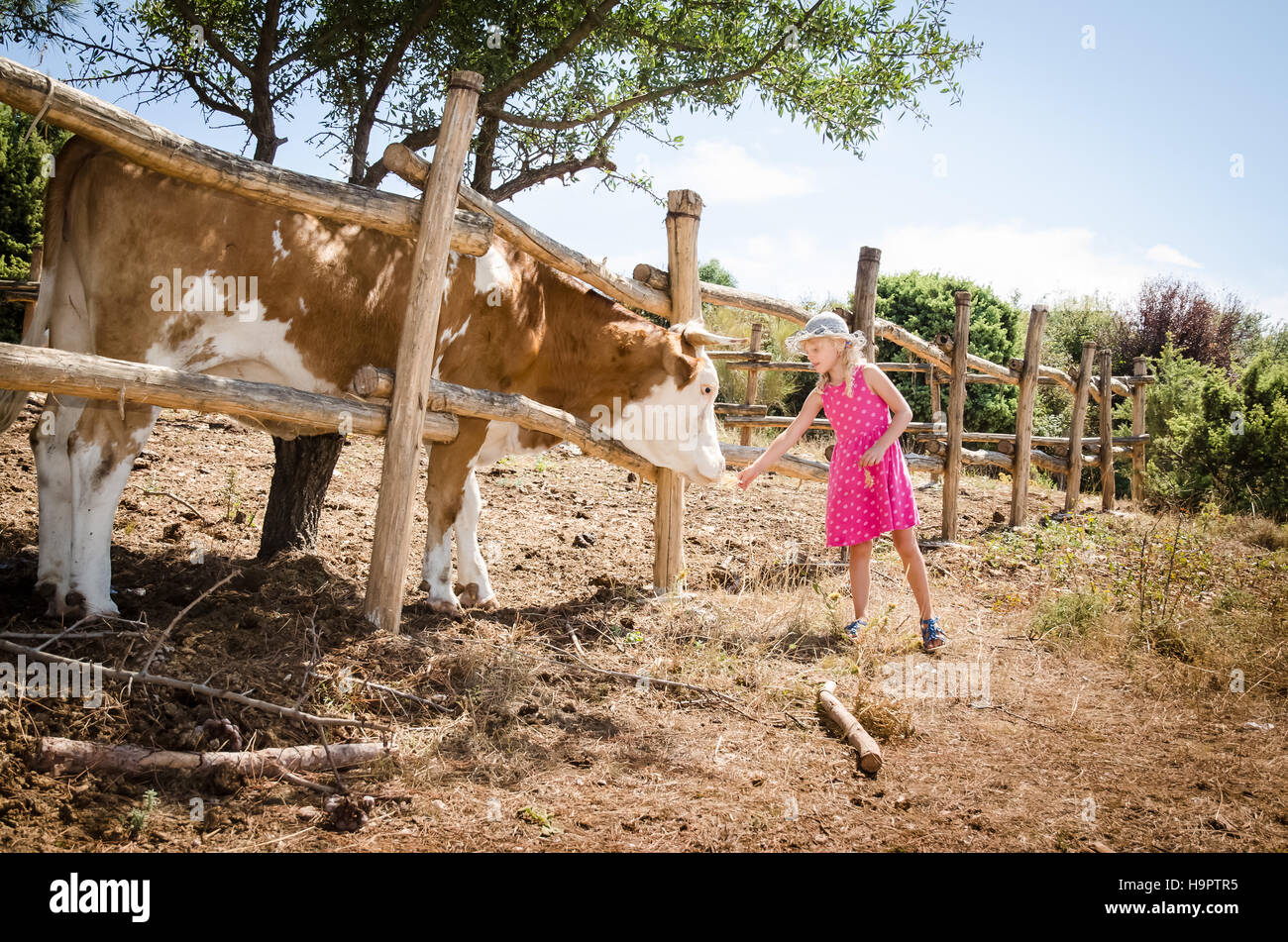 little kid feeding cow in the farm Stock Photo - Alamy