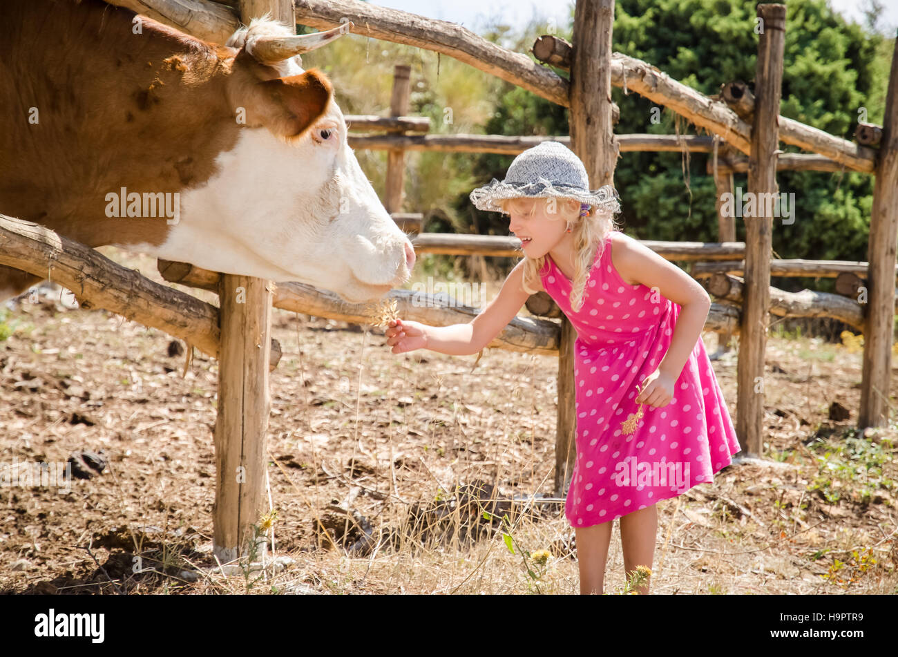 little kid with cow in the farm Stock Photo - Alamy
