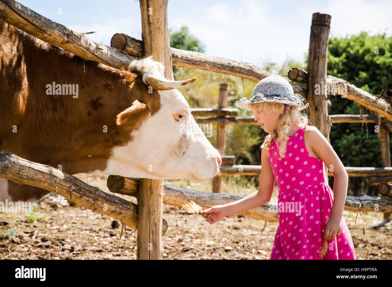 feeding a cow in the farm Stock Photo - Alamy