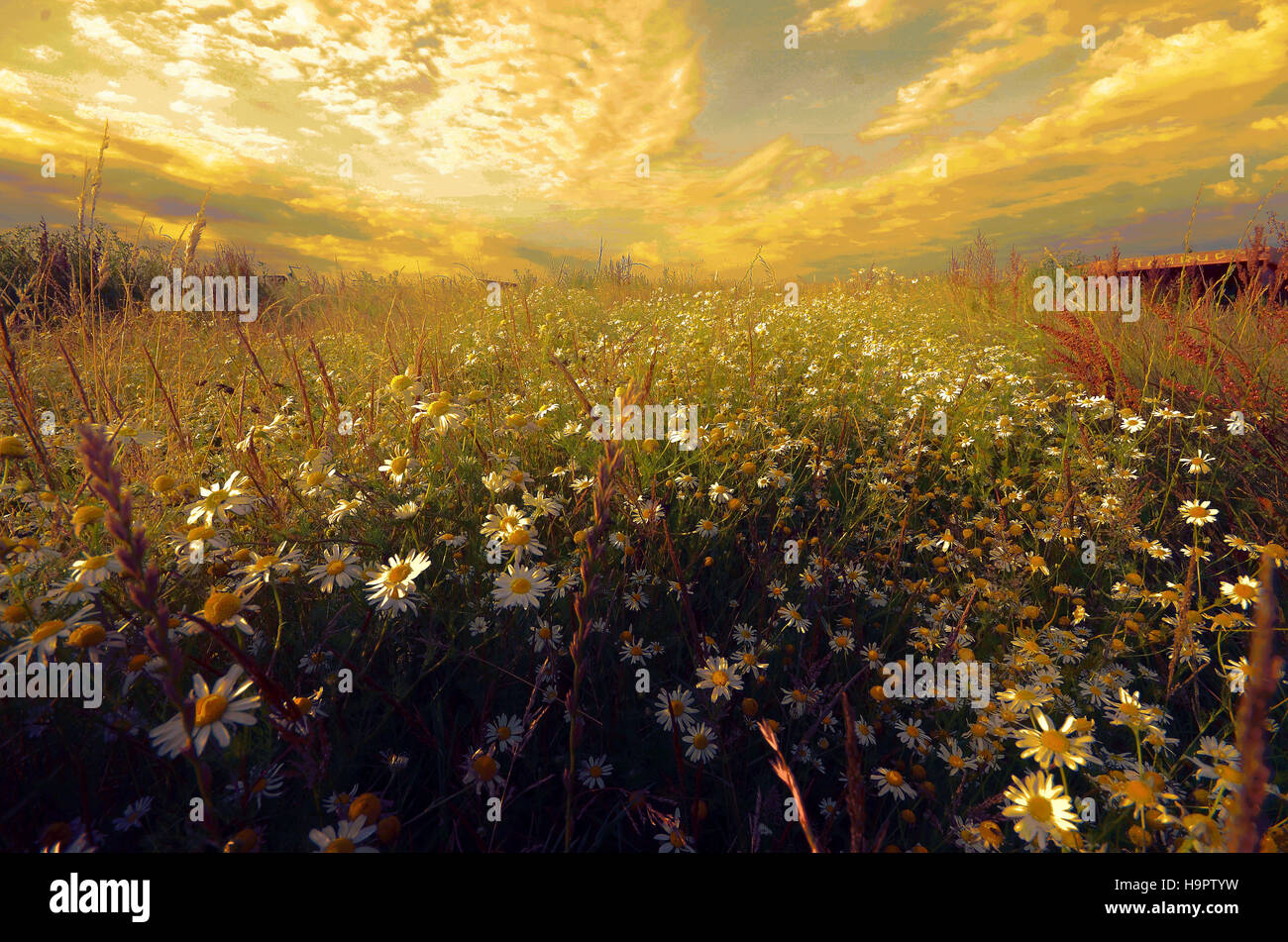 Sunrise insects hi-res stock photography and images - Alamy