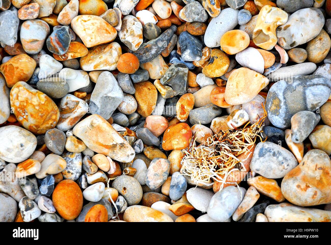 Sunrise insects hi-res stock photography and images - Alamy