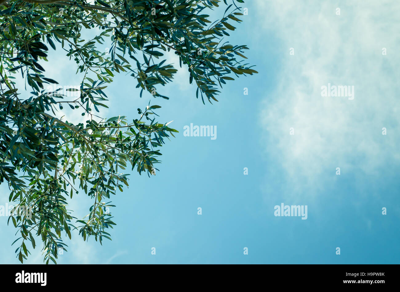 view up to olive tree and blue sky with clouds filtered effect Stock ...