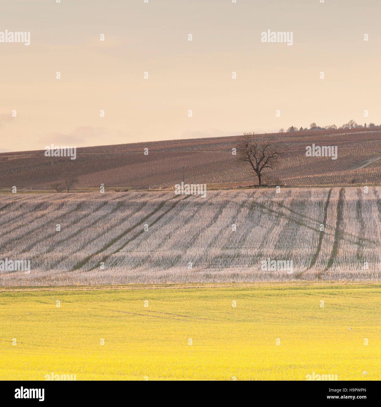 Lone tree branch stands hi-res stock photography and images - Alamy