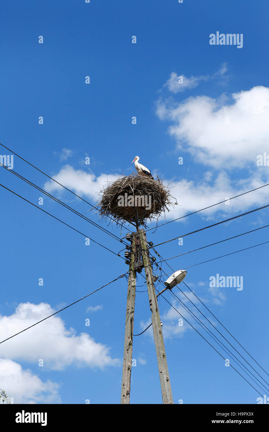 white stork (Ciconia ciconia) on stick nest at electricity concrete ...