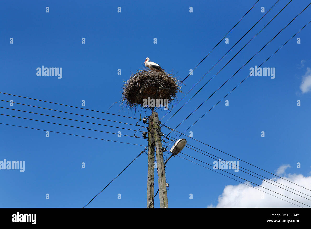 white stork (Ciconia ciconia) on stick nest at electricity concrete ...