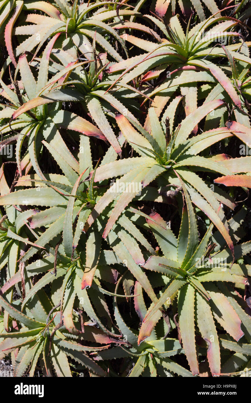 Succulent Plants Stock Photos & Succulent Plants Stock Images - Alamy