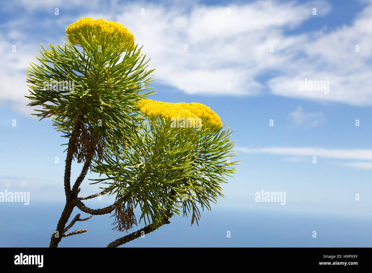 Yellow flowers of Metalasia Massonii, a genus of African flowering ...