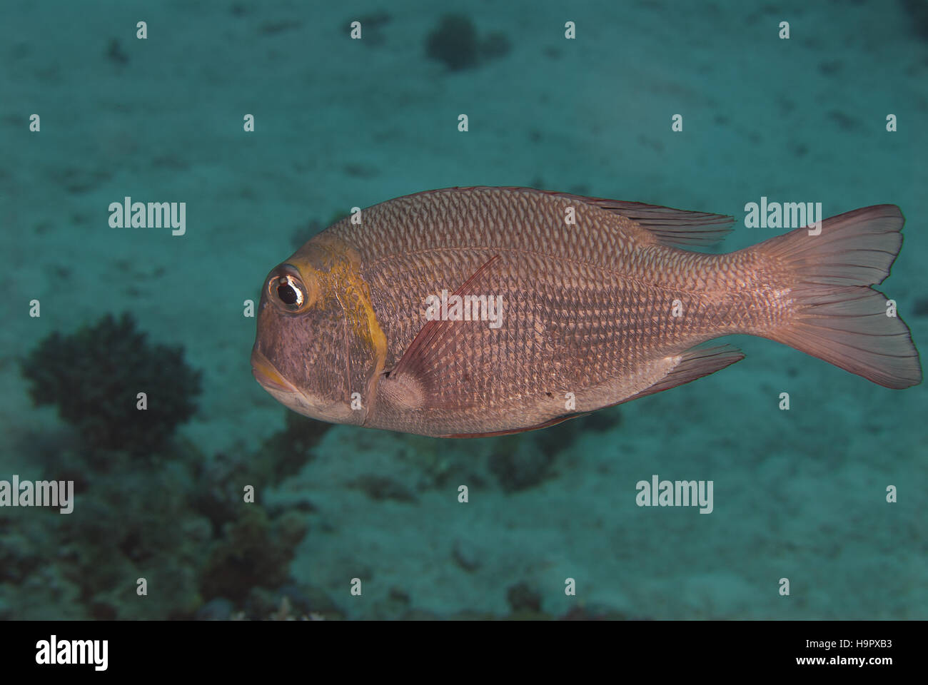 Red emperor fish hi-res stock photography and images - Alamy
