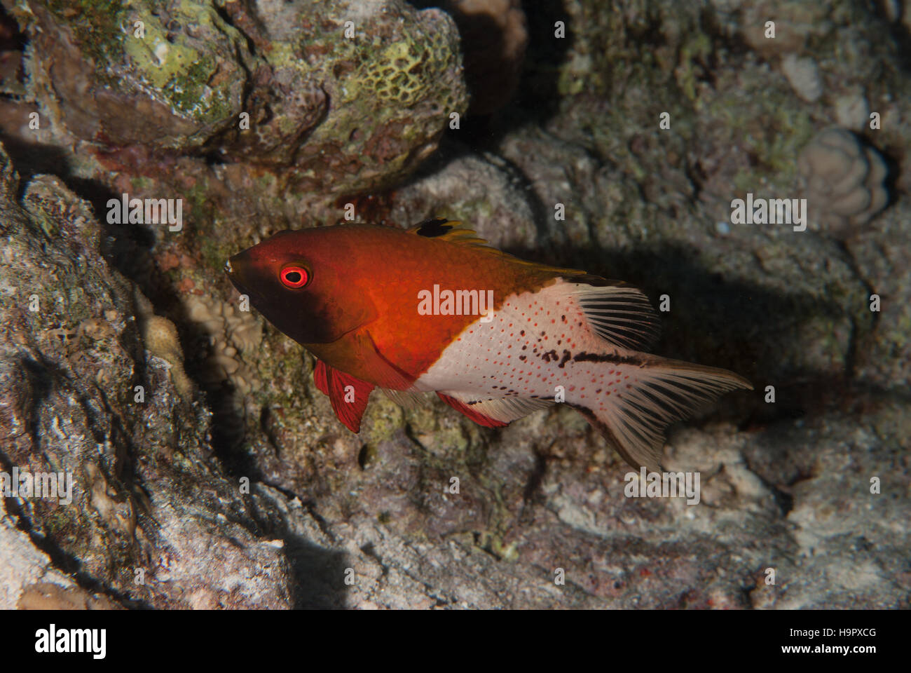 Labridae fish fishes hi-res stock photography and images - Alamy