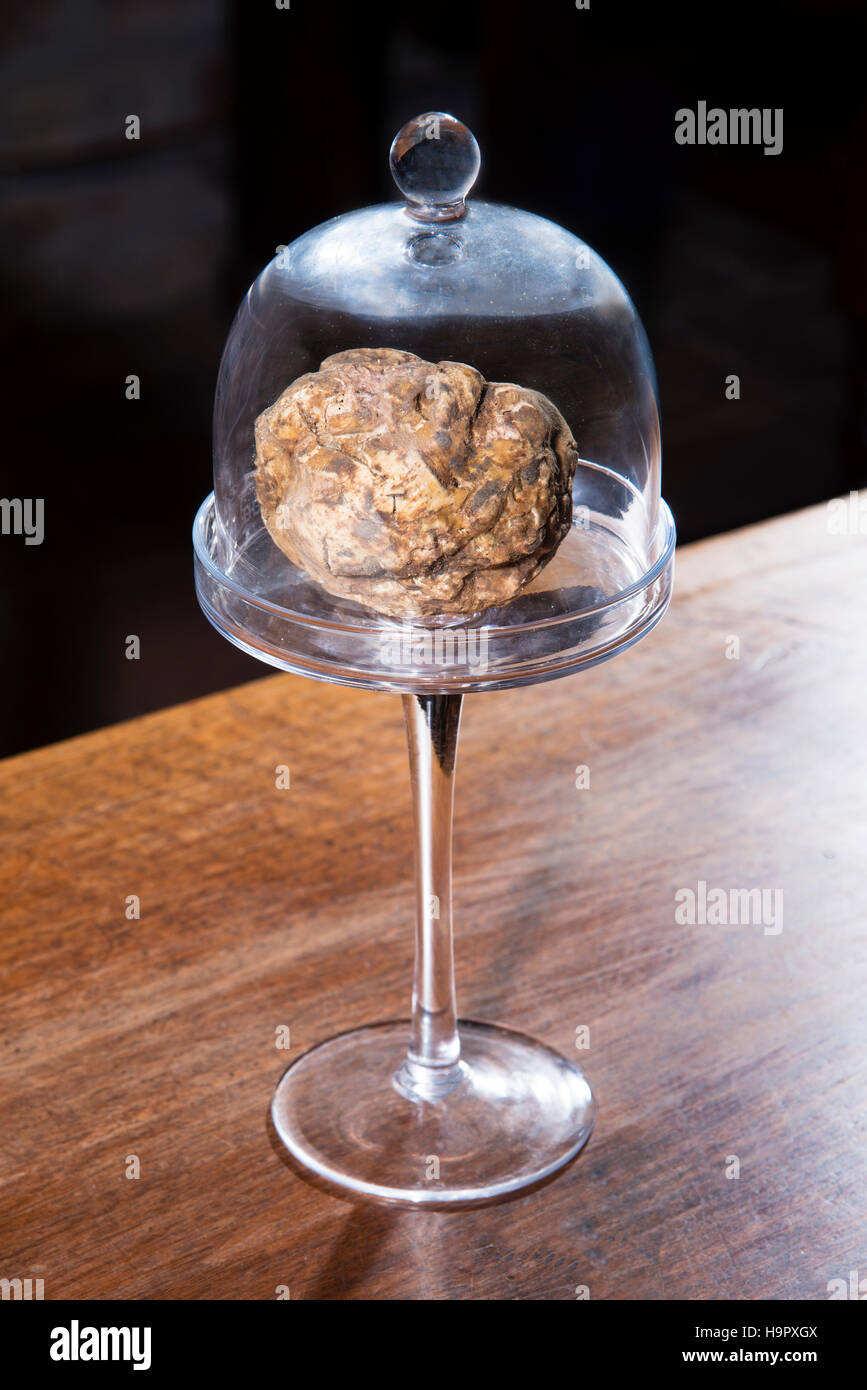 White truffle inside the container glass bell over wooden table Stock ...