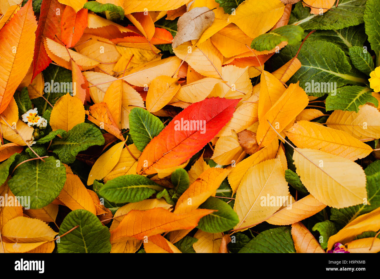 Autumn colors. Fallen leaves of trees Stock Photo - Alamy