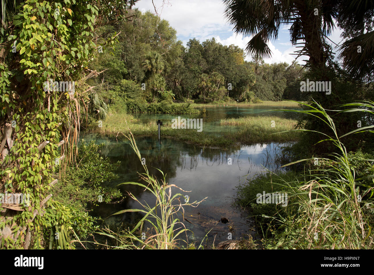 Rainbow Springs State Park Florida USA - The Rainbow River within the ...