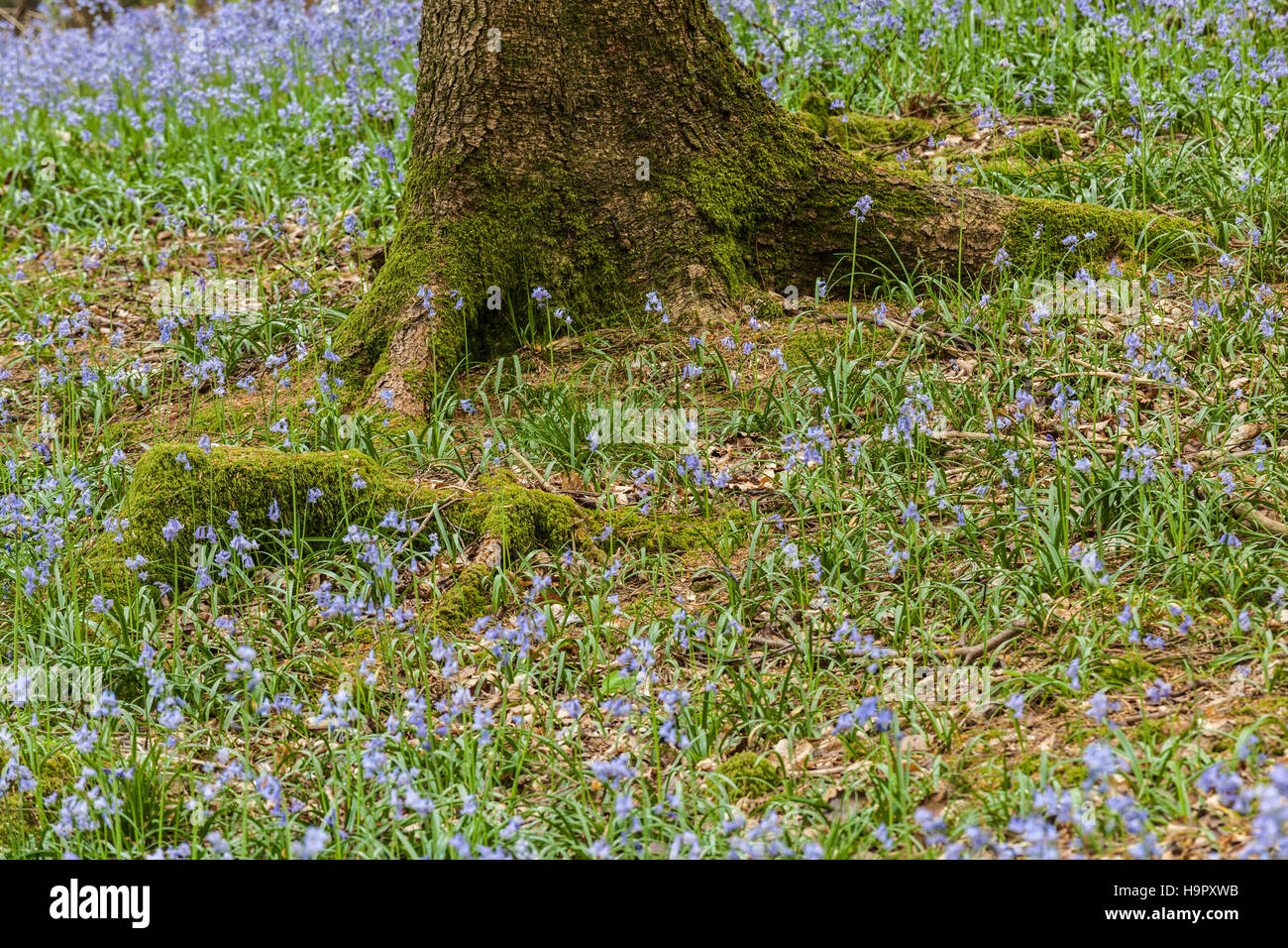 Delcombe Wood, Dorset, England, UK Stock Photo - Alamy