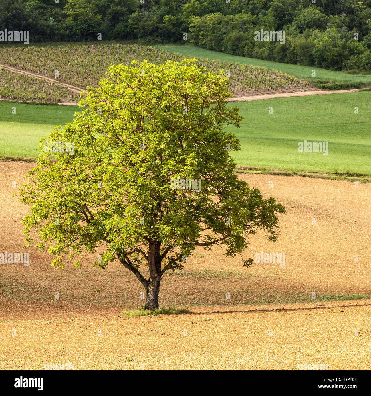 Lone large tree hi-res stock photography and images - Alamy