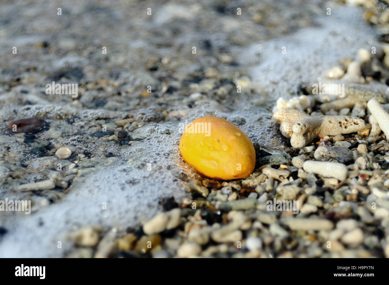 Ripe mango fruit is lying on a beach, Puerto Galera, Philippines Stock ...