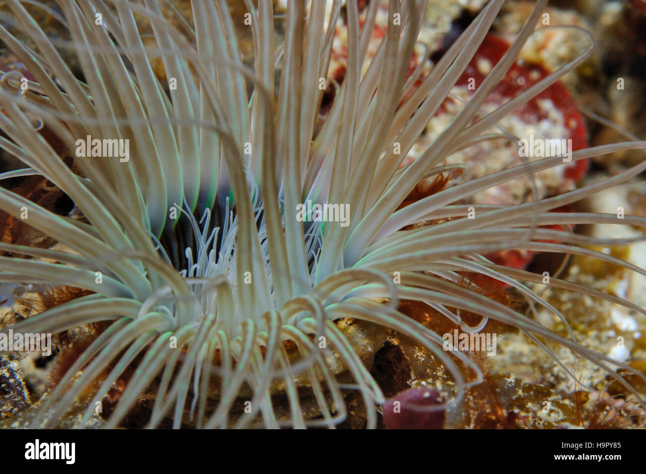 Tube anemone with expanded tentacles, Puerto Galera, Philippines Stock ...