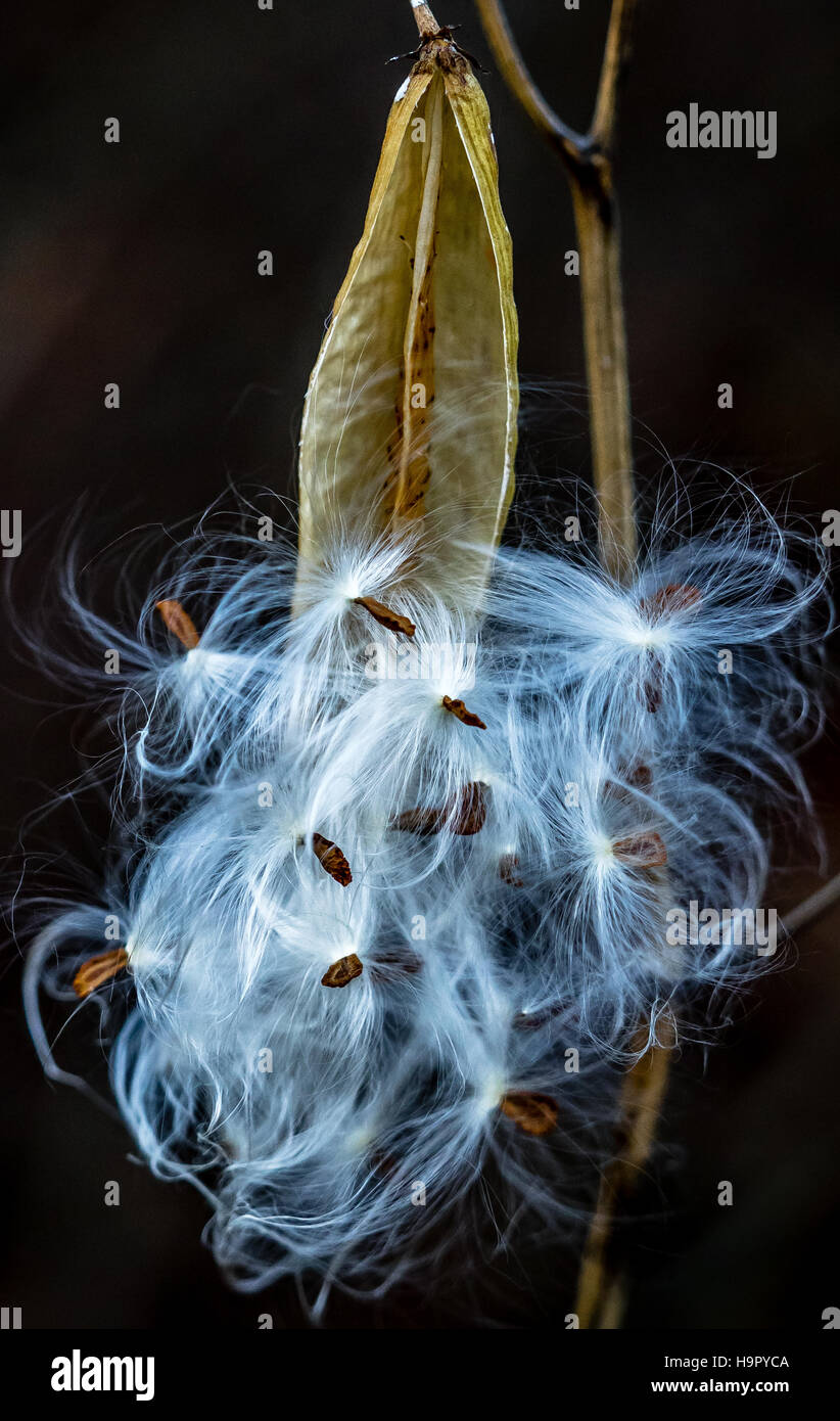 Milkweed seedpod hi-res stock photography and images - Alamy